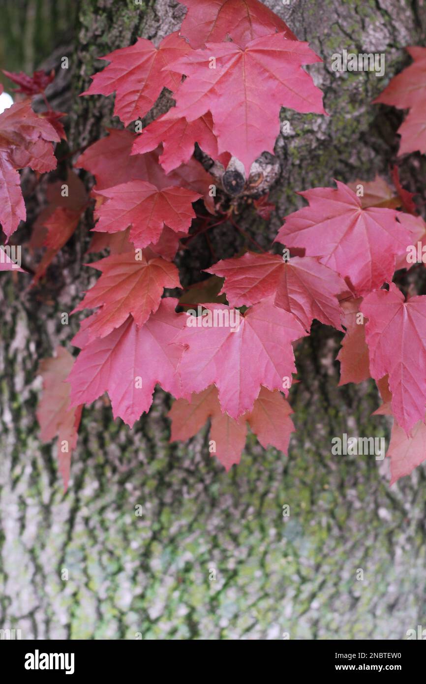 Bright red maple tree leaves growing on the typical maple tree Stock ...