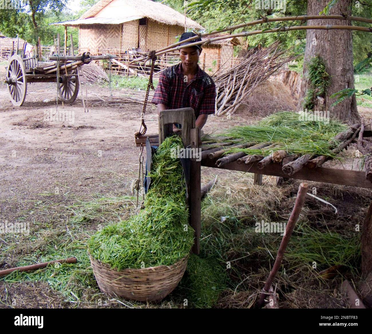 In this May 15,2011 photo, a Myanmar farmer cuts grass to feed his ...