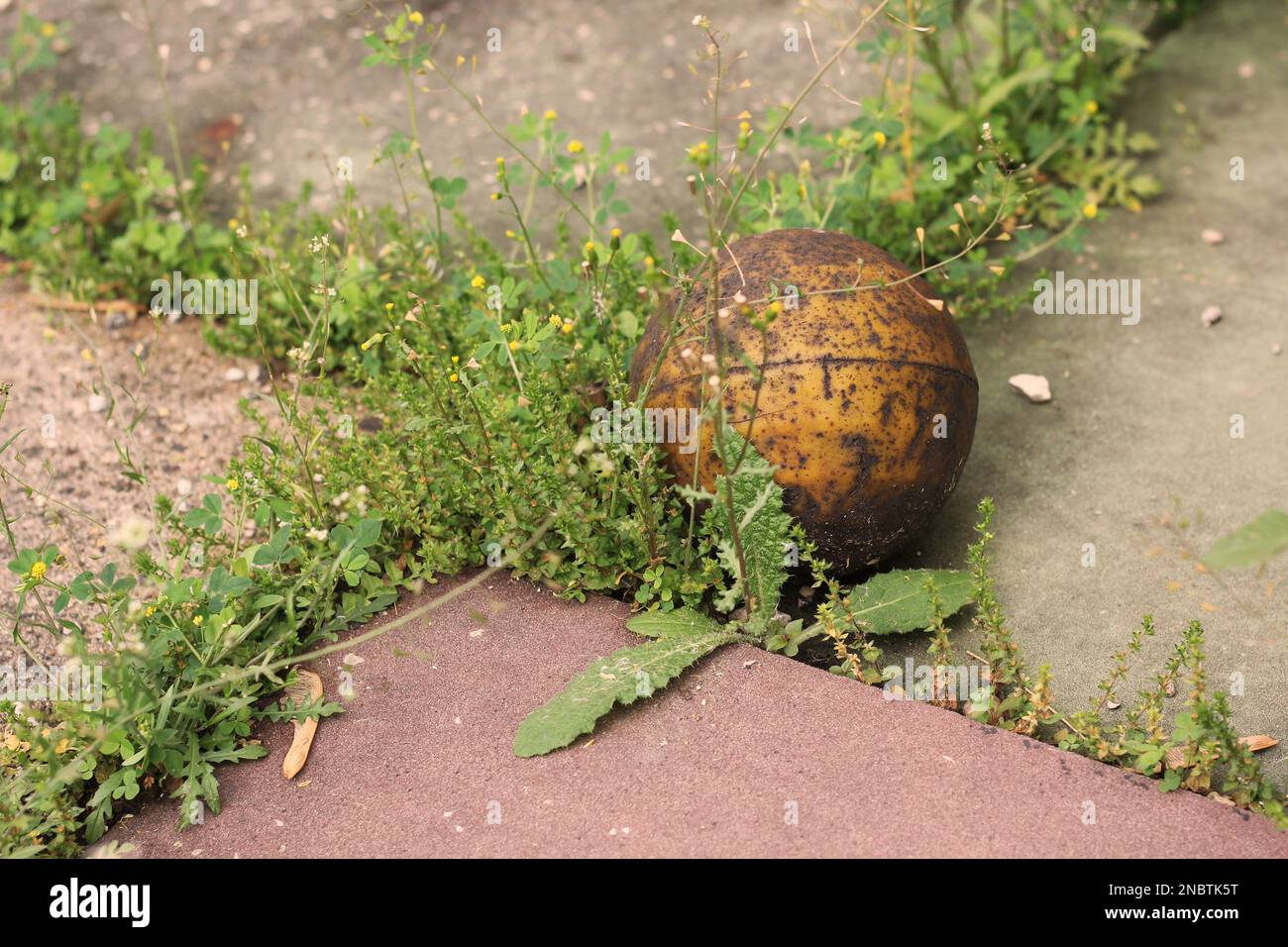 Old rubber ball abandoned in the overgrown field Stock Photo - Alamy