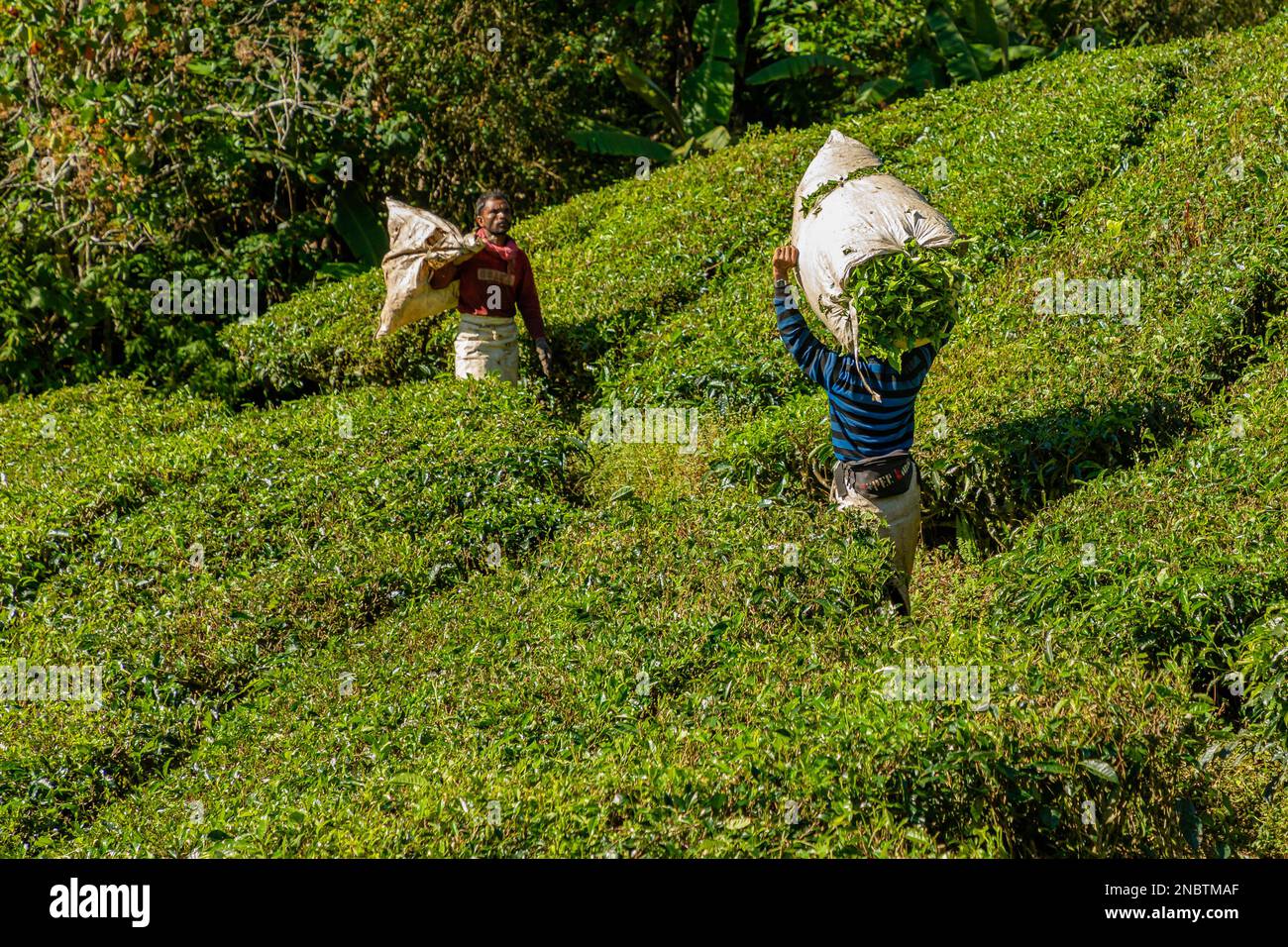 BOH Tea Centre, Cameron Highlands, Malaysia - 2023: The tea-pickers ...