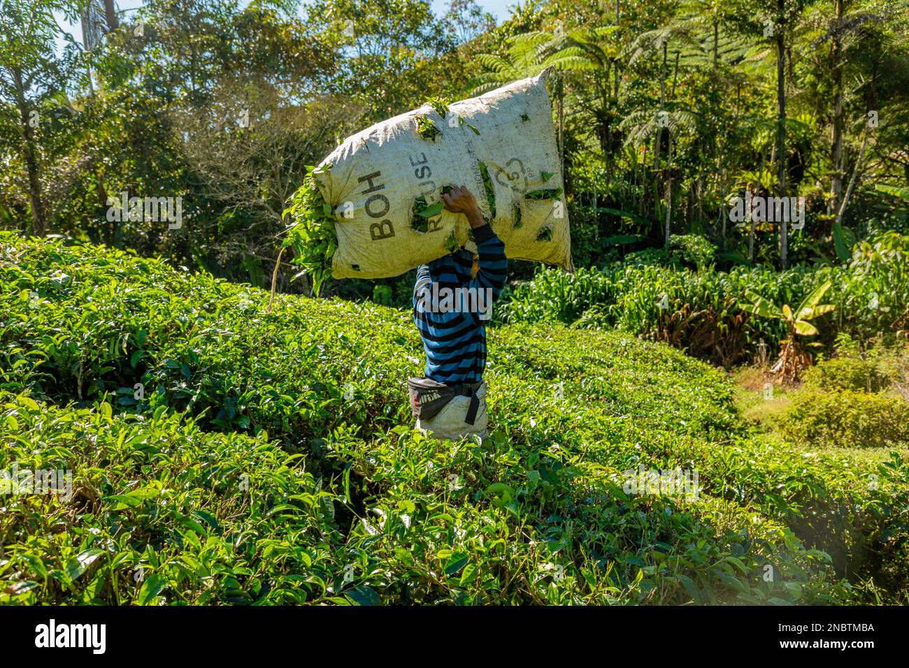 Cameron Highlands, Malaysia -2023: The tea leaves pluckers of the BOH ...