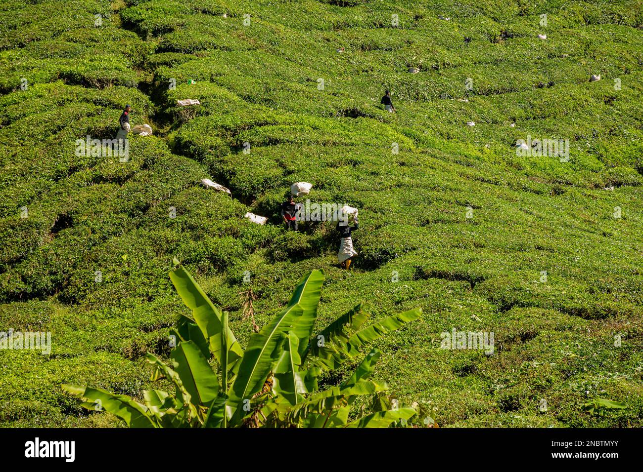 BOH Tea Centre, Cameron Highlands, Malaysia - 2023: tea leaves pluckers ...