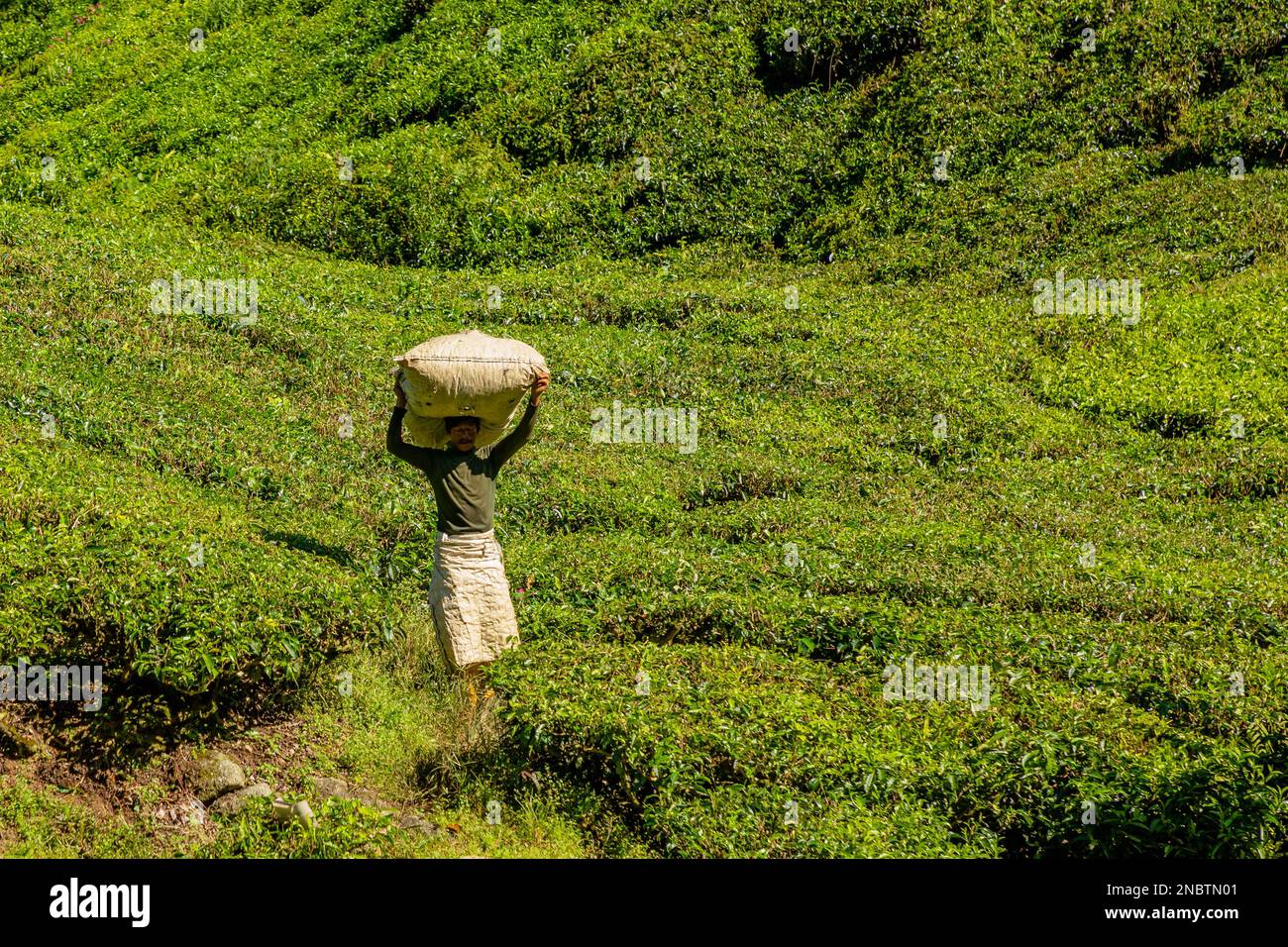 BOH Tea Centre, Cameron Highlands, Malaysia - 2023: leaf pluckers of ...