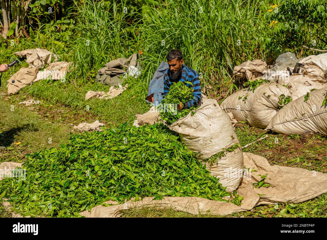 Cameron Highlands, Malaysia -2023: Tea leaves pluckers of the BOH Tea ...