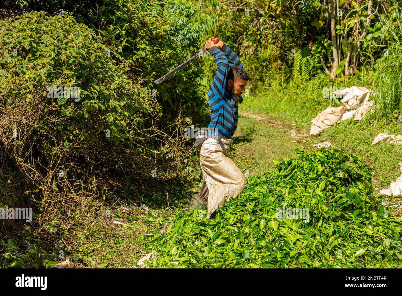 BOH Tea Centre, Cameron Highlands, Malaysia - 2023: Tea leaves plucker ...