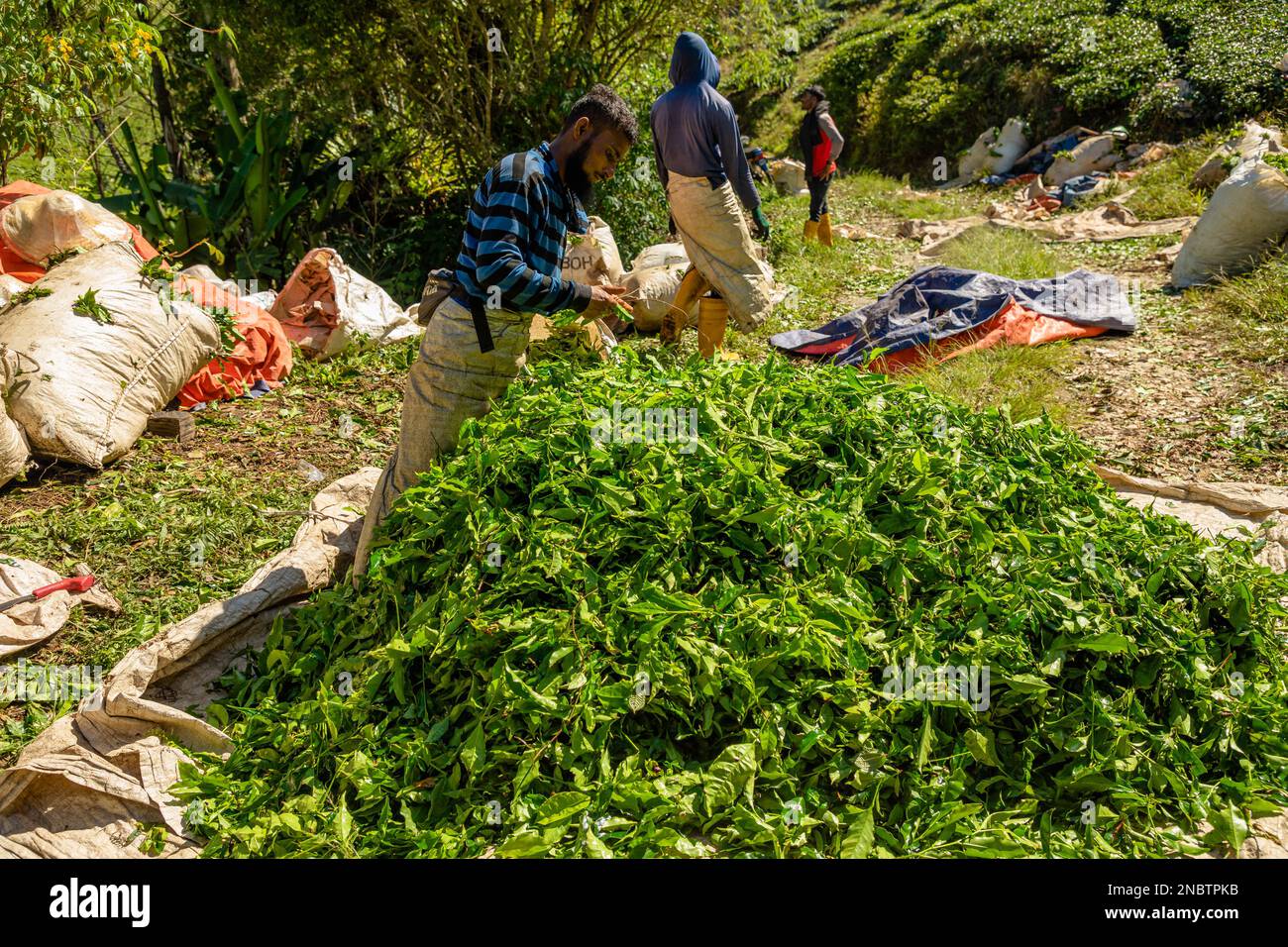 BOH Tea Centre, Cameron Highlands, Malaysia -2023: tea leaves pluckers ...