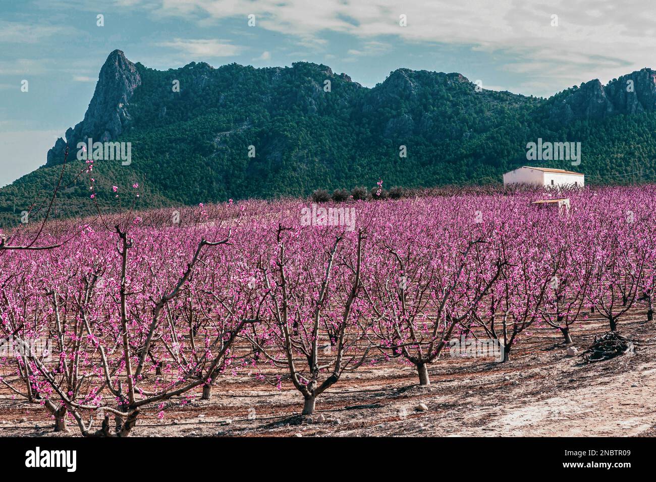 Peach trees blooming in cieza, various fruit trees in bloom and a ...