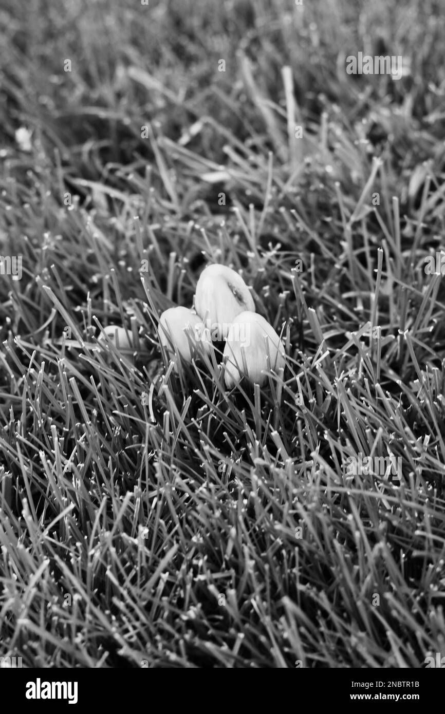 Wild mushrooms growing in the morning yard in a black and white ...