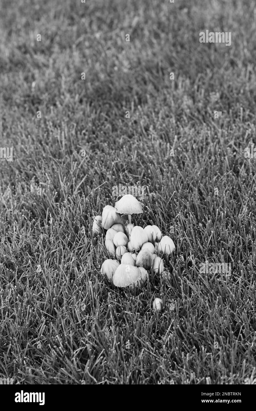 Wild mushrooms growing in the morning yard in a black and white ...