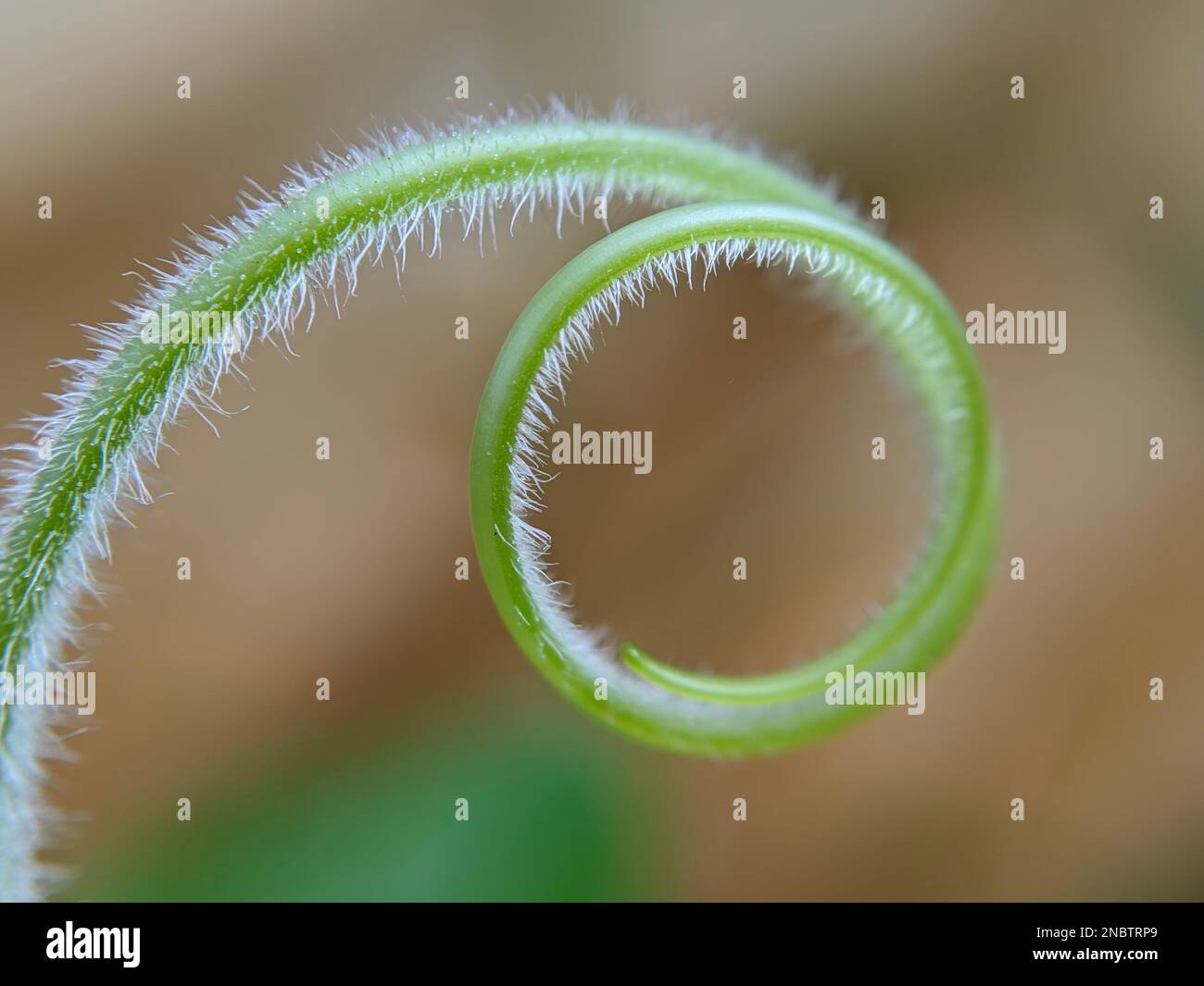 A selective focus of a green fresh tendril growing in a garden Stock ...