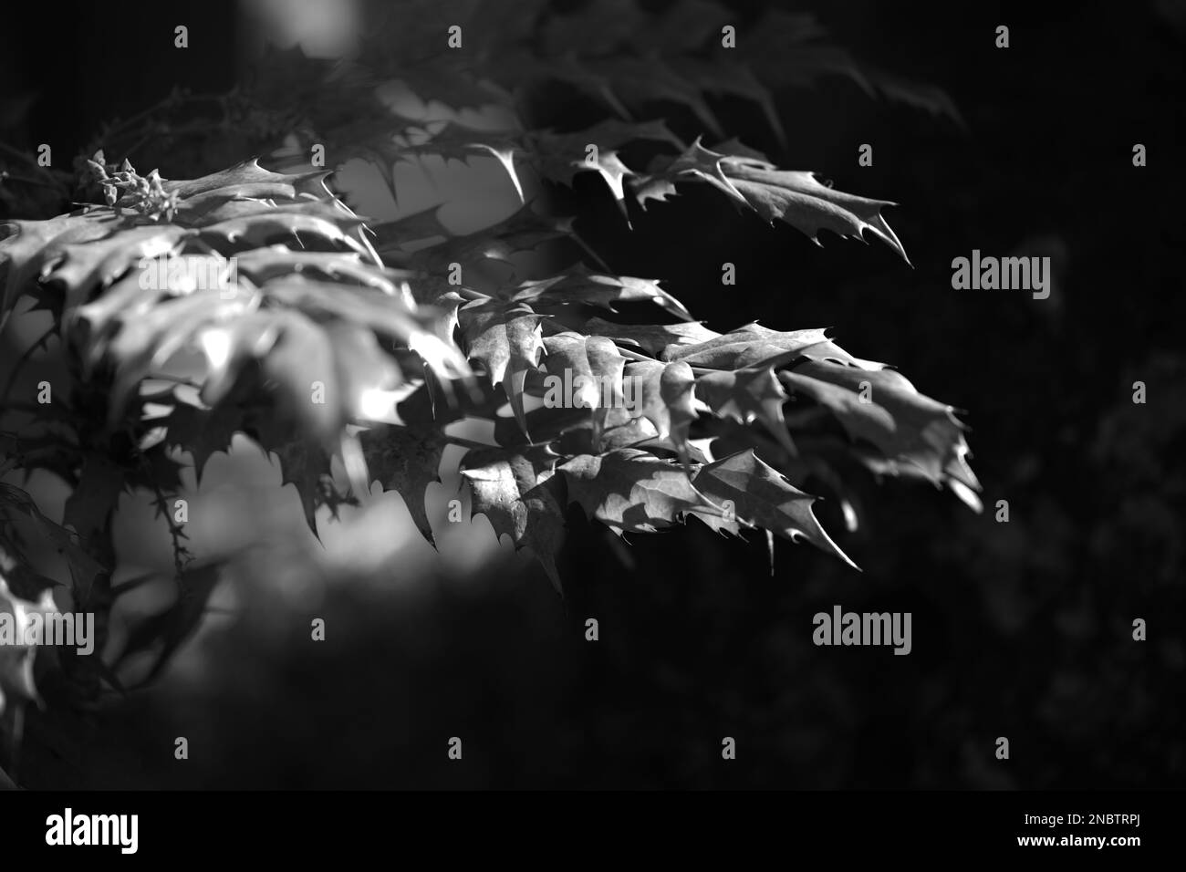 A grayscale of tree leaves Stock Photo - Alamy