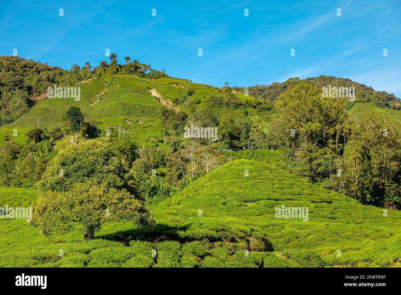 Aerial view of Cameron Highlands of Malaysian plantations. Fields ...