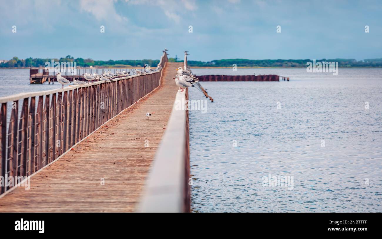 Seagulls sit on the railing of wooden bridge on Lesina lake, 22-km-long ...