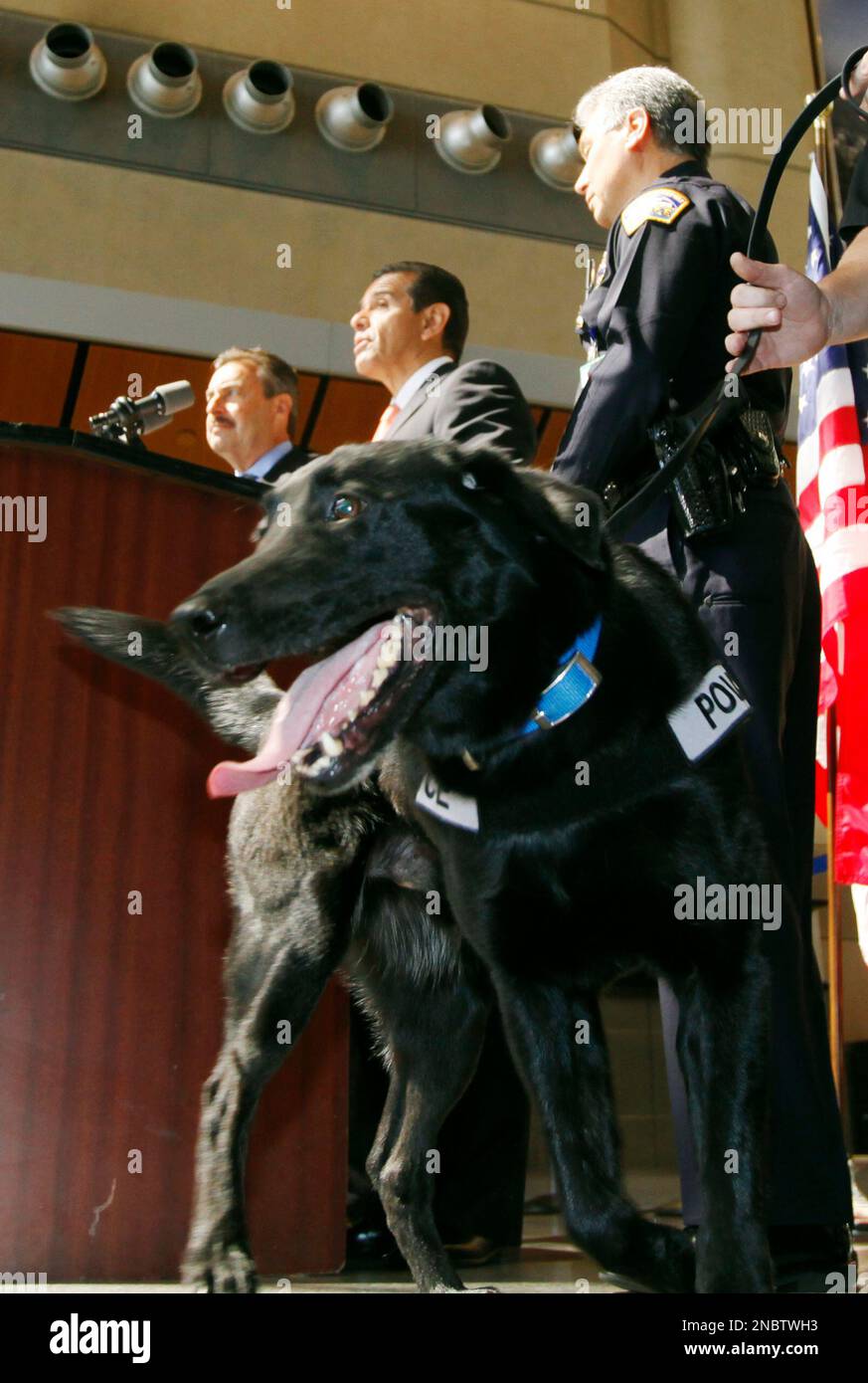 Dizzy, a 6-year-old Labrador retriever, trained by Los Angeles police ...