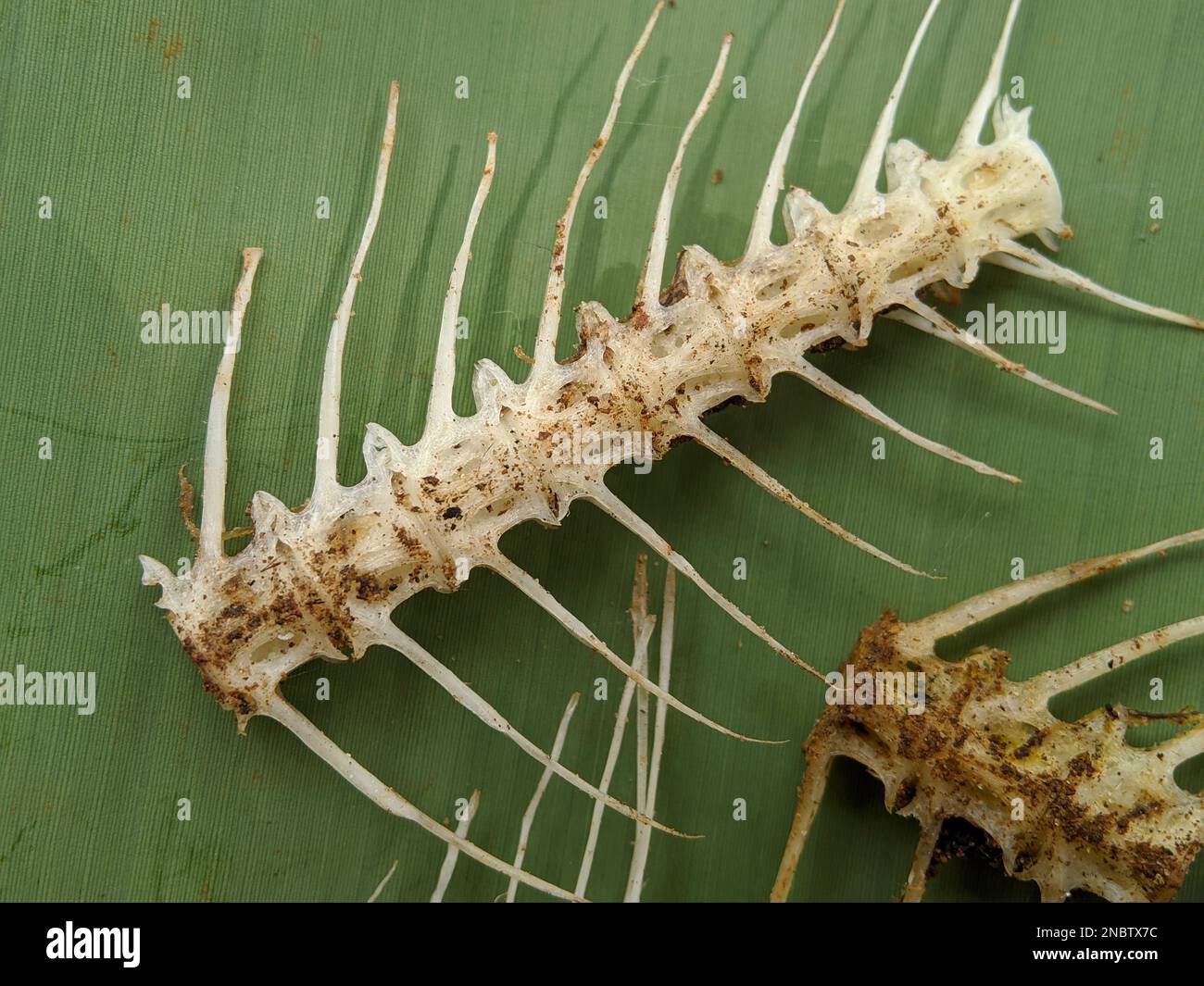 A top view of fish bones isolated on a huge green leaf Stock Photo - Alamy