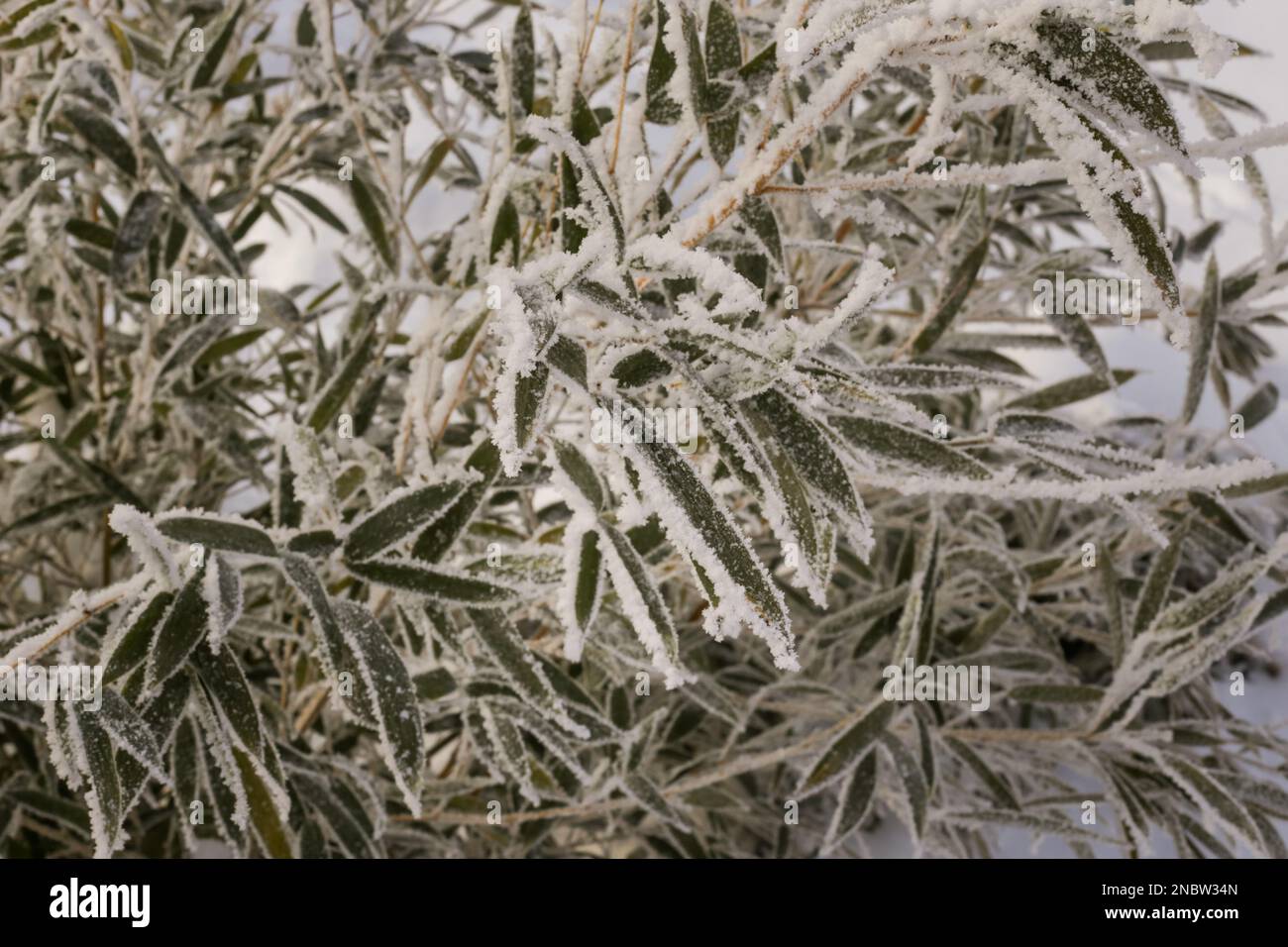 Frosted garden vegetation hi-res stock photography and images - Alamy