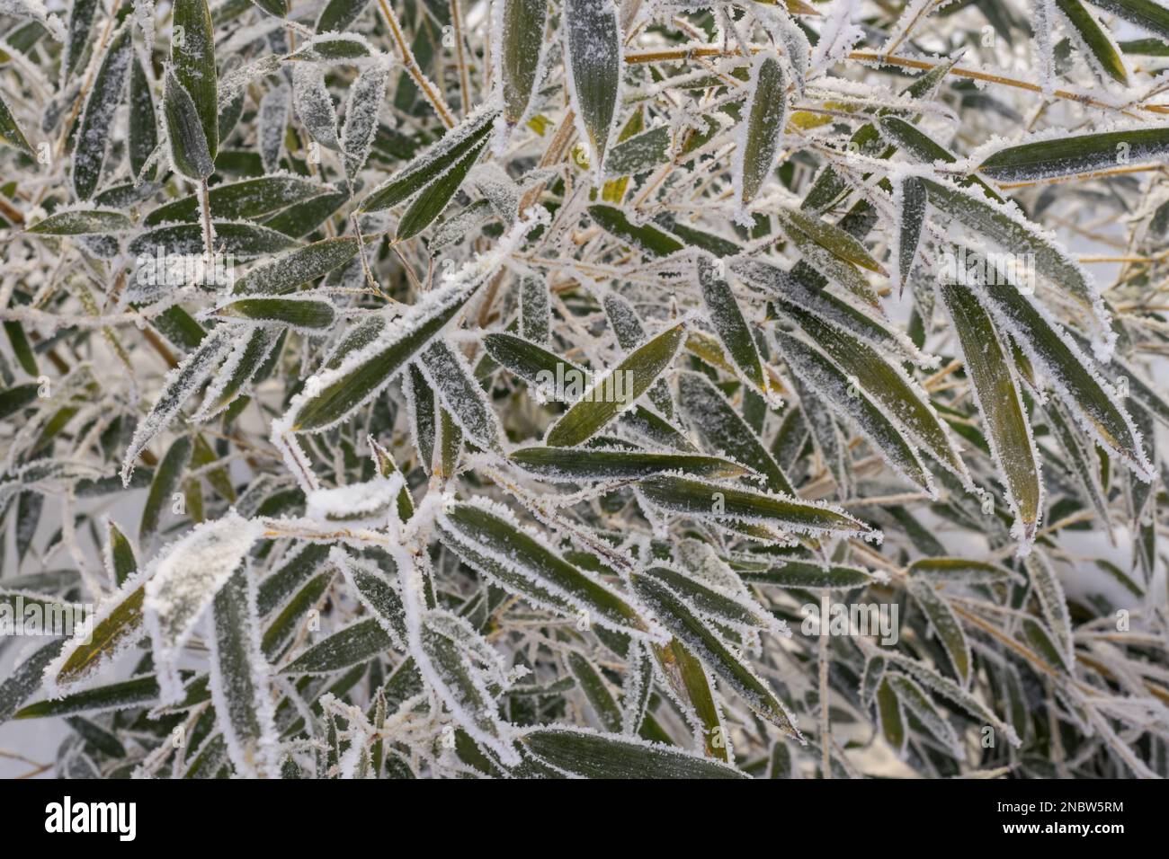 Frosted garden vegetation hi-res stock photography and images - Alamy