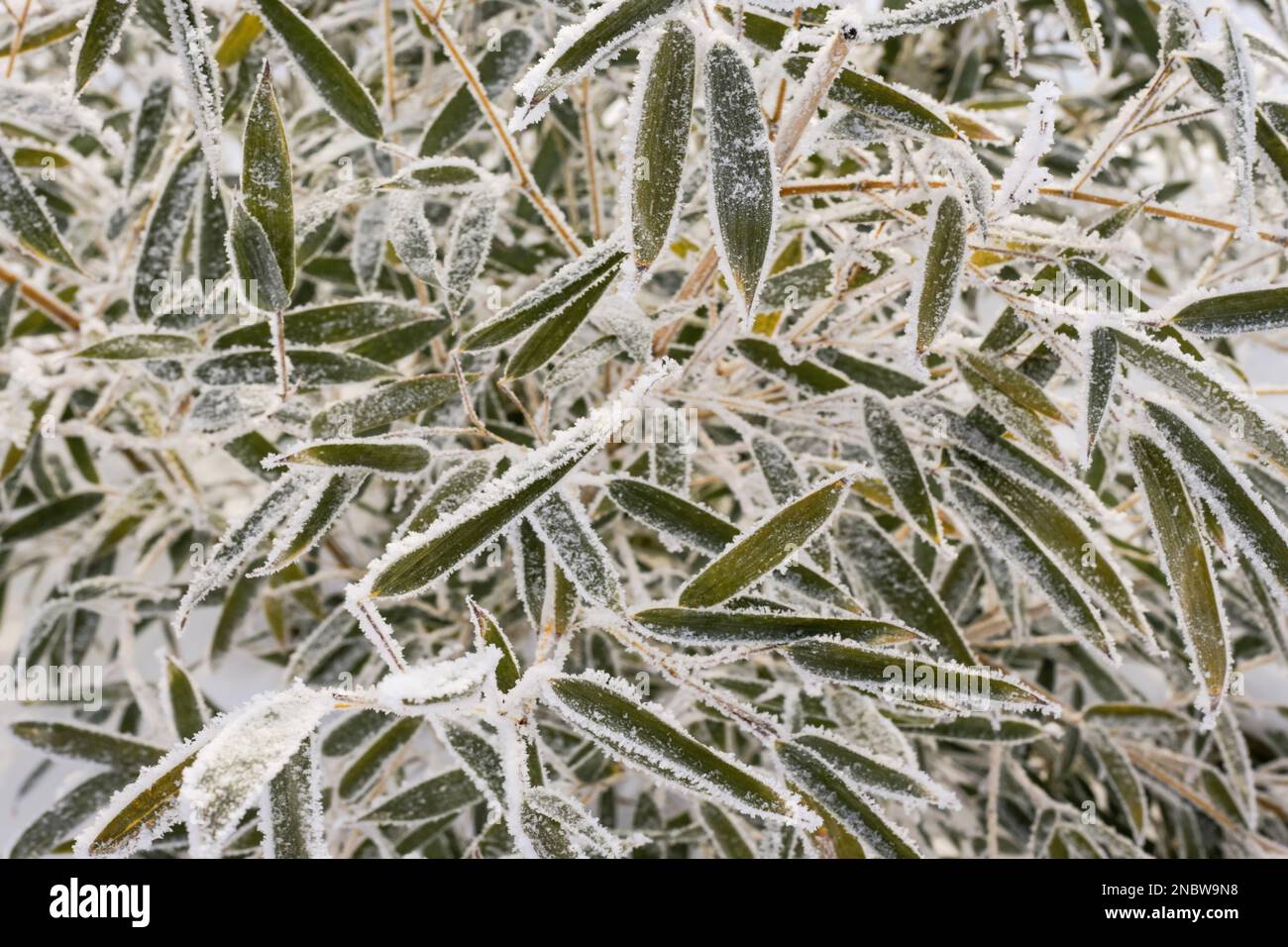 agriculture, branch, branches, climate, cold, country, covered ...