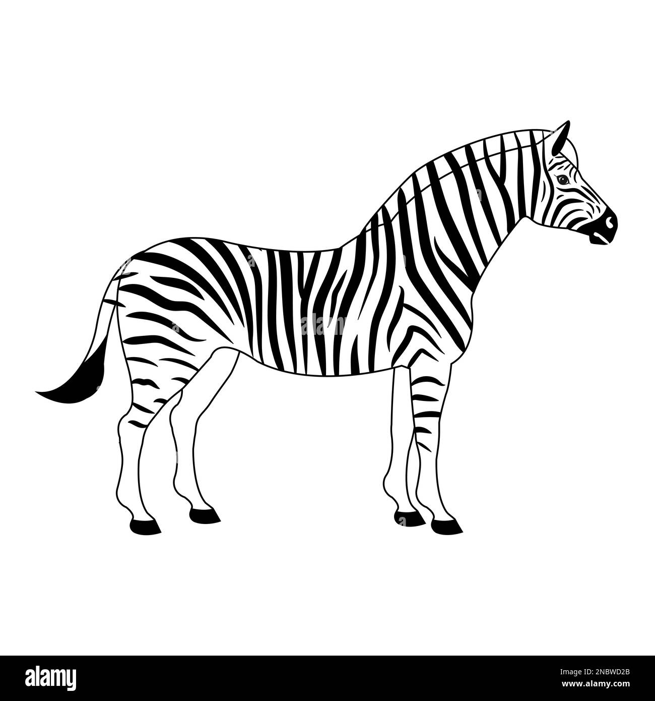 Vector flat zebra isolated Stock Vector Image & Art - Alamy