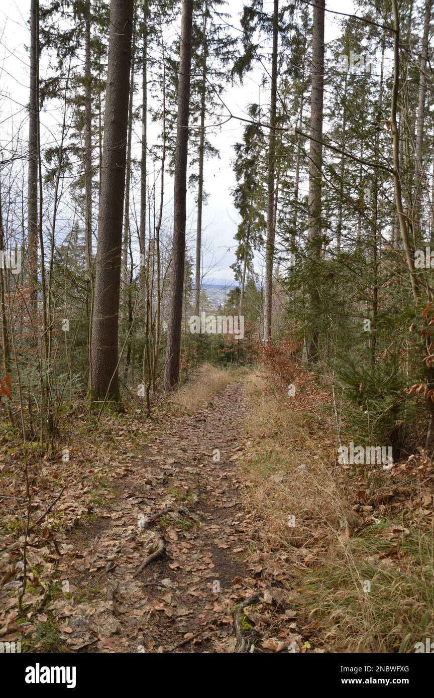 Beten im wald hi-res stock photography and images - Alamy