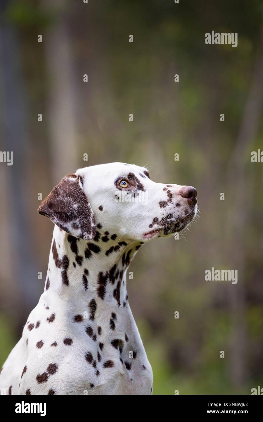 Spotty black and white dalmatian sitting hi-res stock photography and ...