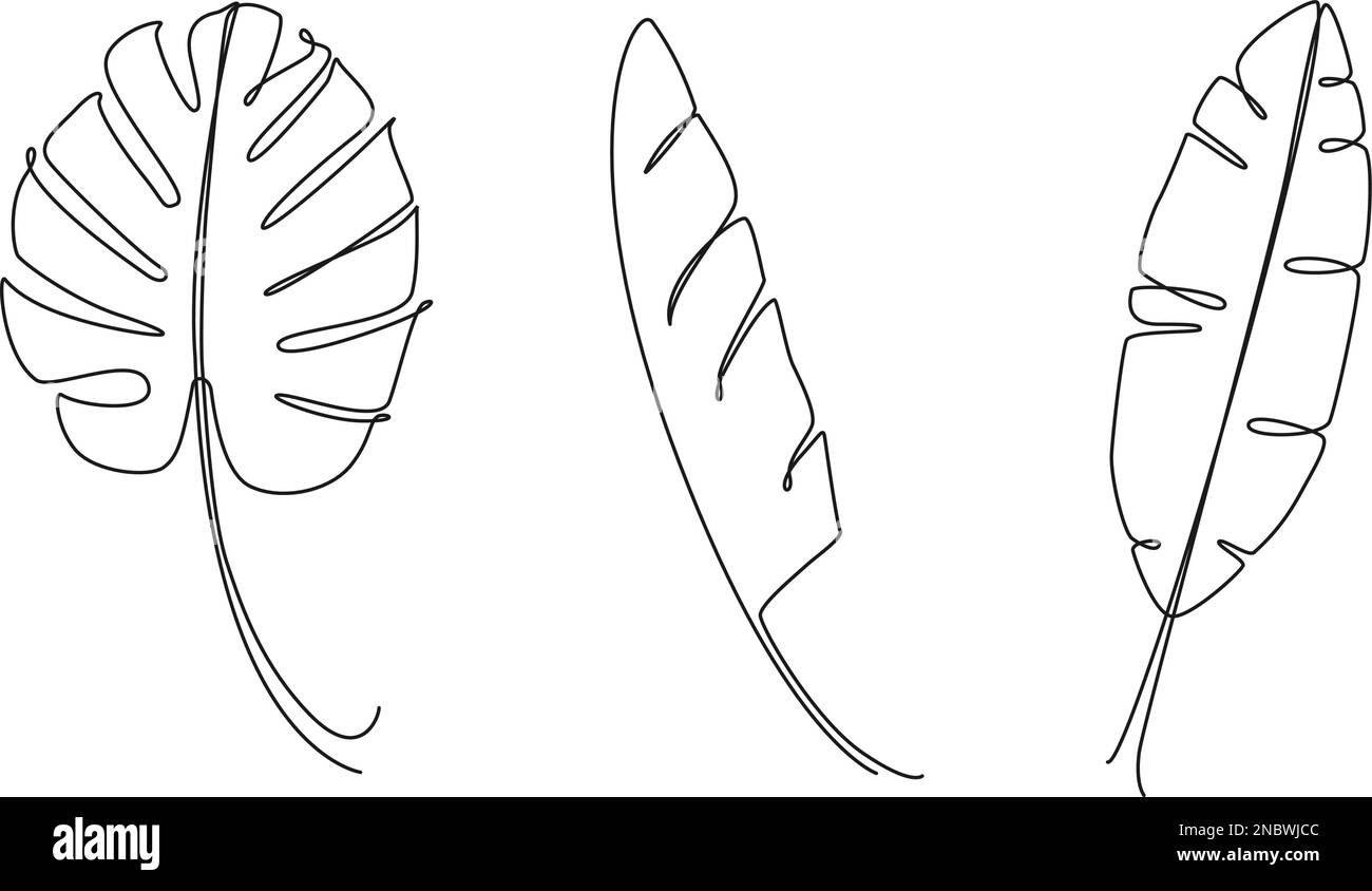 continuous single line drawings of tropical leaves, line art vector ...