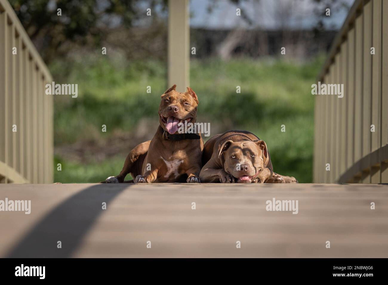 Two dogs are sitting on a bridge Stock Photo - Alamy
