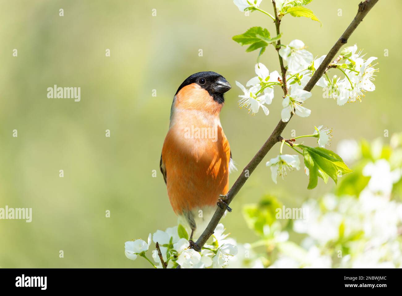 Little bird sitting on branch of blossom tree. The common bullfinch ...