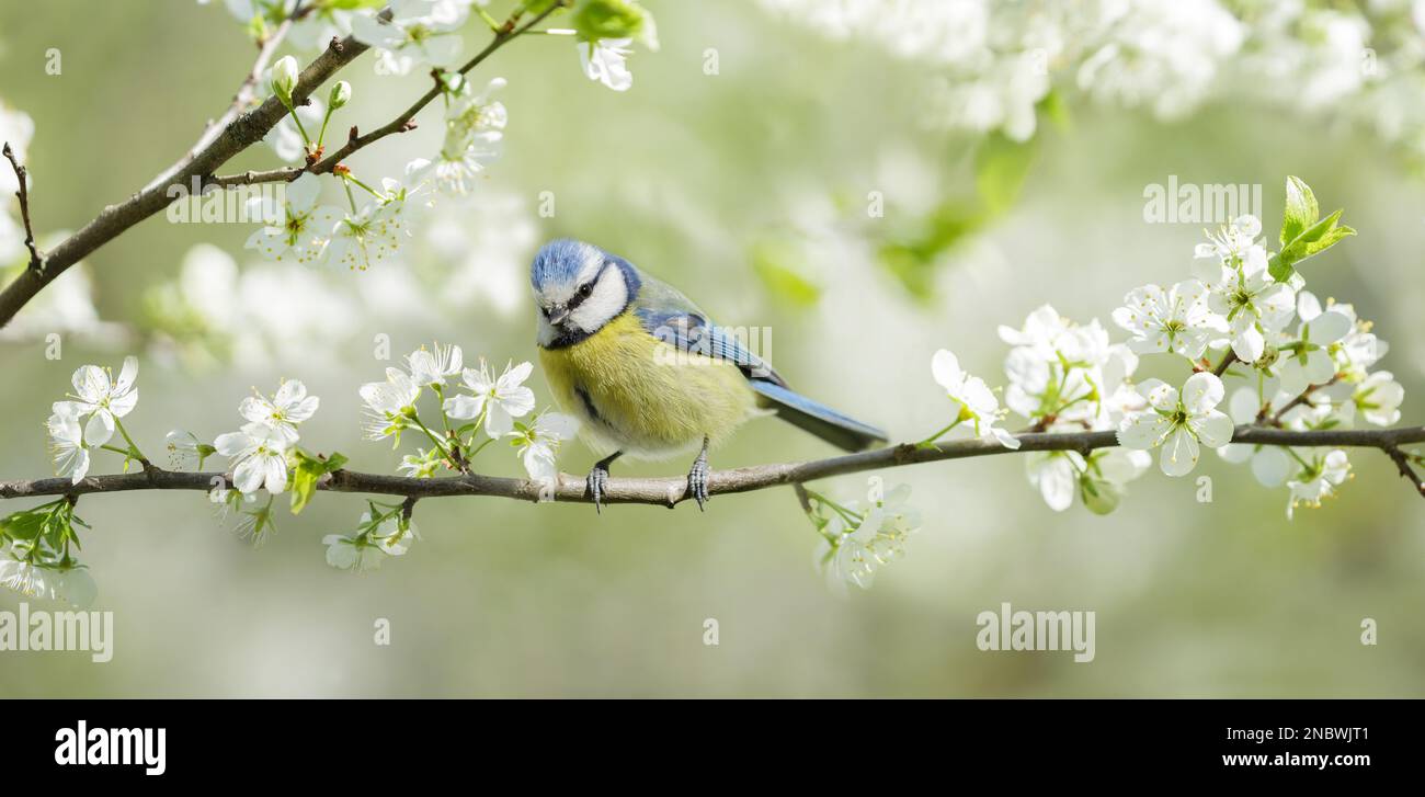 Little bird sitting on branch of blossom tree. The blue tit. Spring ...