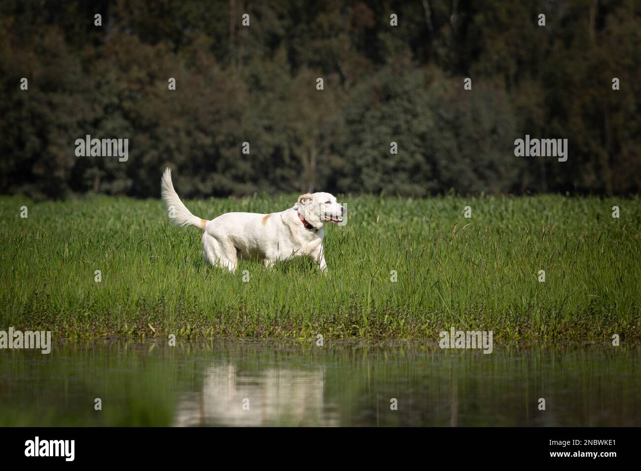a playing dog in a puddle in the field Stock Photo - Alamy