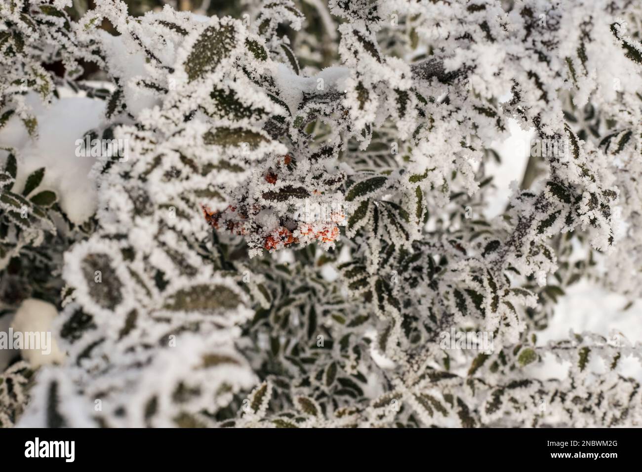 agriculture, branch, branches, climate, cold, country, covered ...