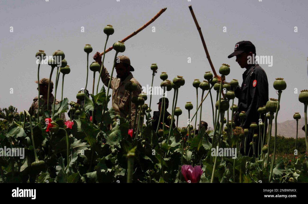 Pakistani paramilitary troops use sticks to eradicate a poppy field in ...