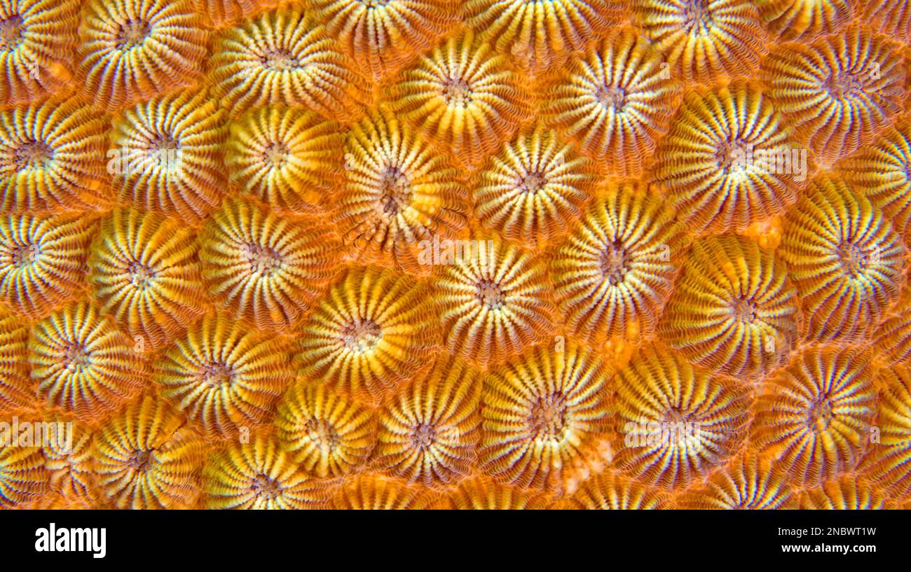 Boulder Coral, Reef Building Coral, Stony Coral, Branching Coral, Coral ...