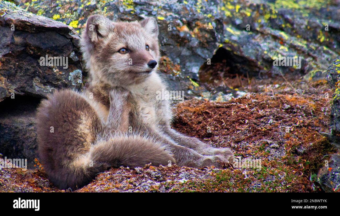 Arctic Fox, Vulpes lagopus, Signehamna Harbor, Nordvest-Spitsbergen ...