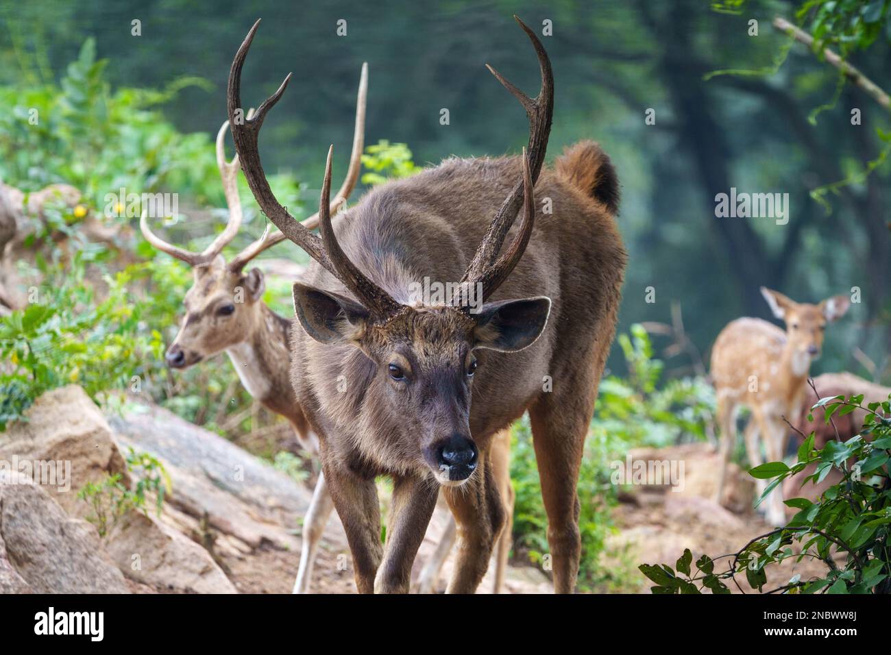 A beautiful shot of sambar deer talking at the Bengaluru Bannerghatta ...