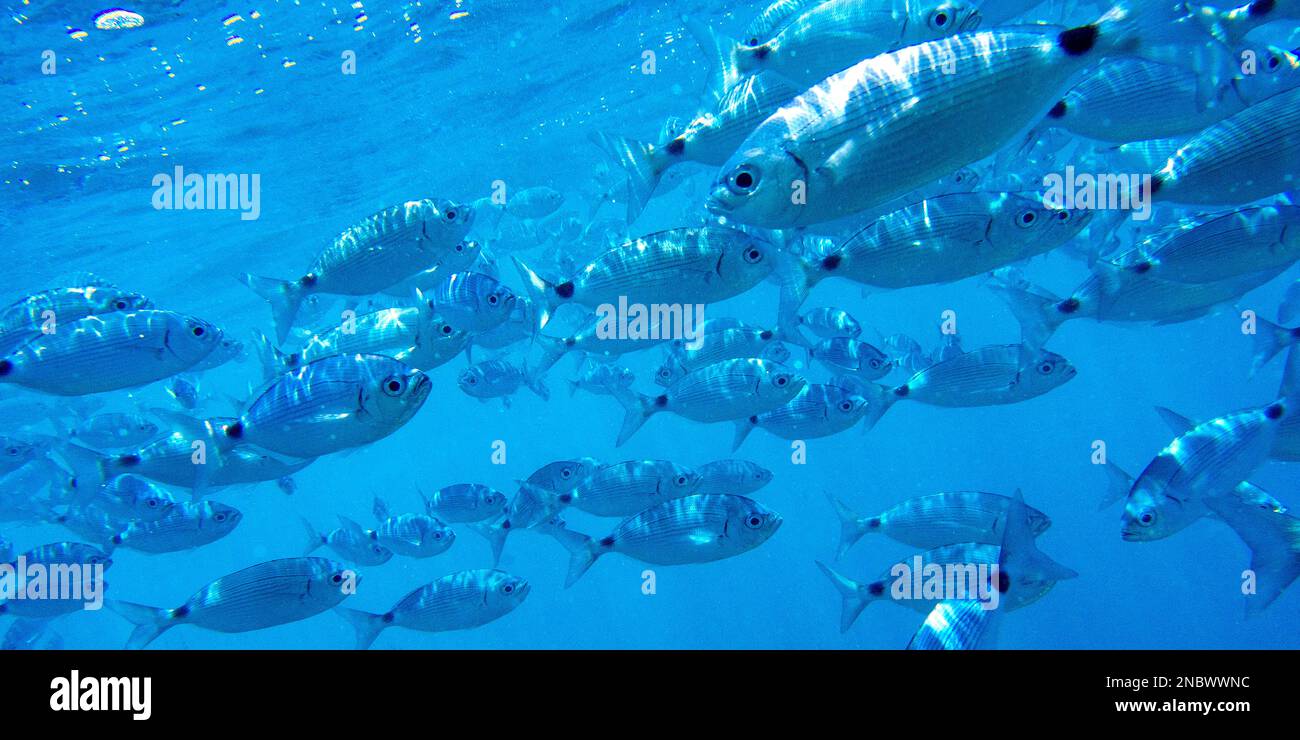 Saddled Seabream, Saddled Bream, Oblade, Oblada melanura, Cabo Cope ...