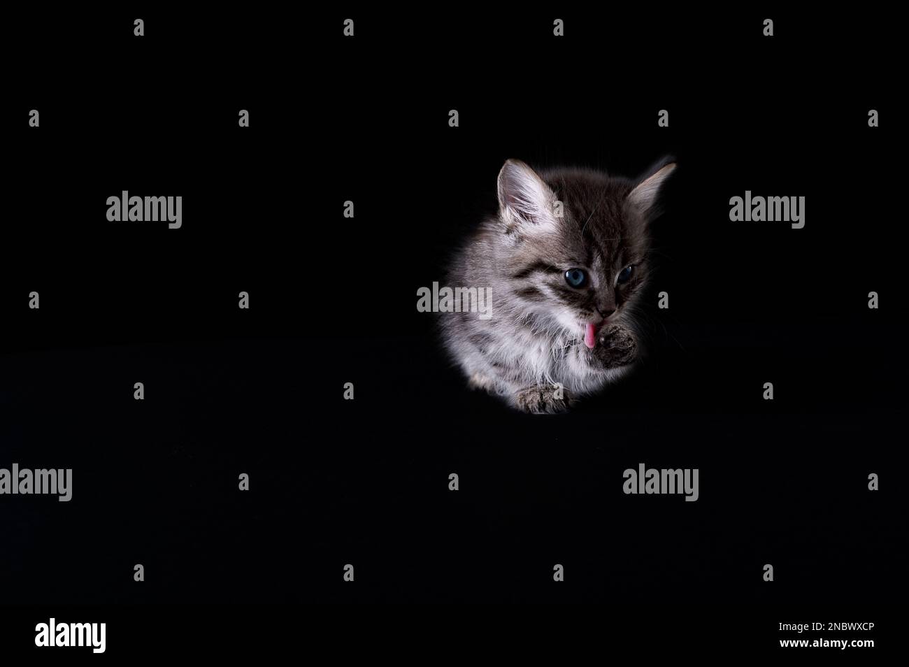 Fluffy little kitten eats food. A cute pet ate pate Stock Photo - Alamy