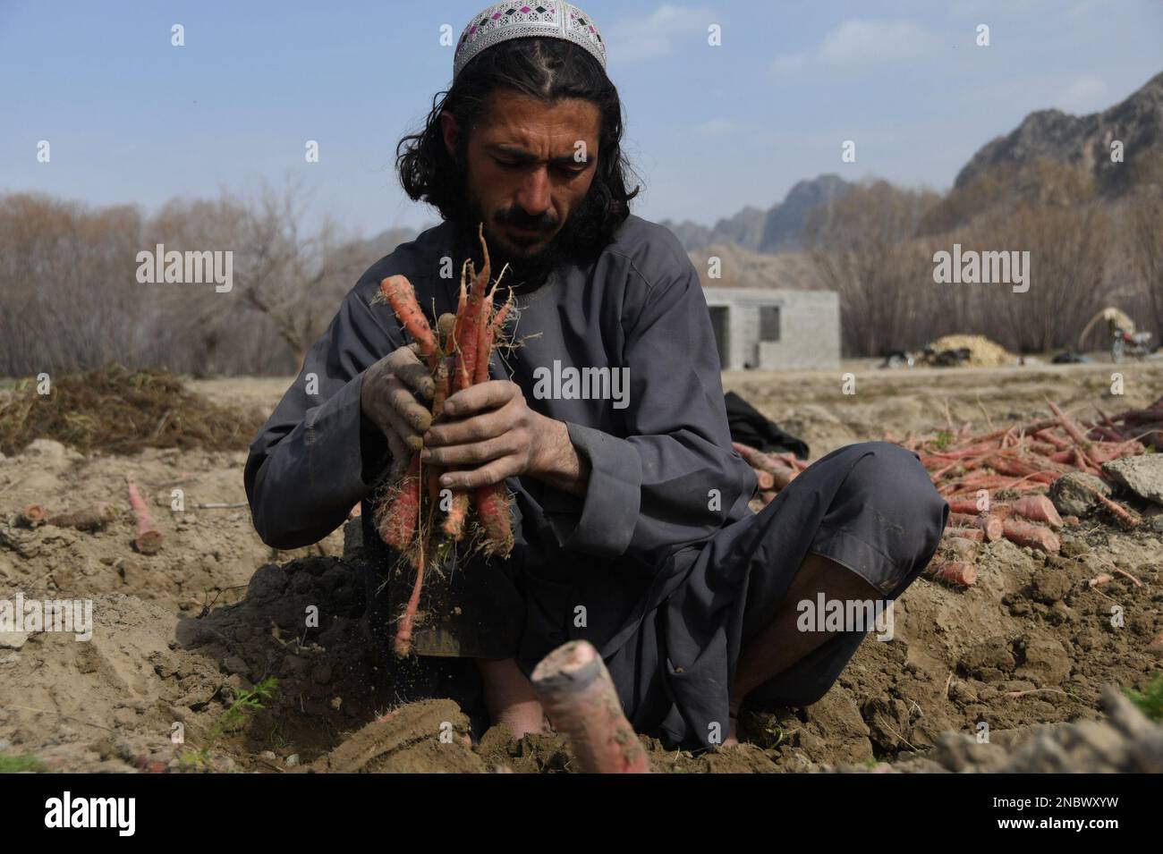 Kandahar, Afghanistan. 13th Feb, 2023. A farmer collects carrots in a ...