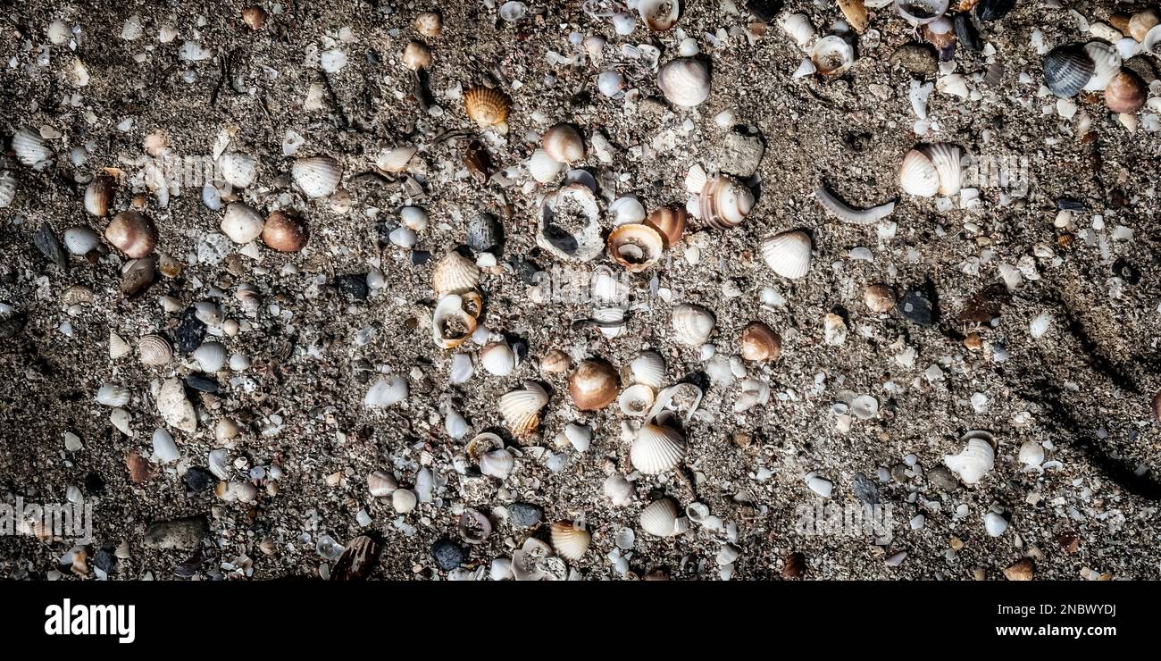 Shells Beach Sand Footprint Abstract Background Design Stock Photo - Alamy