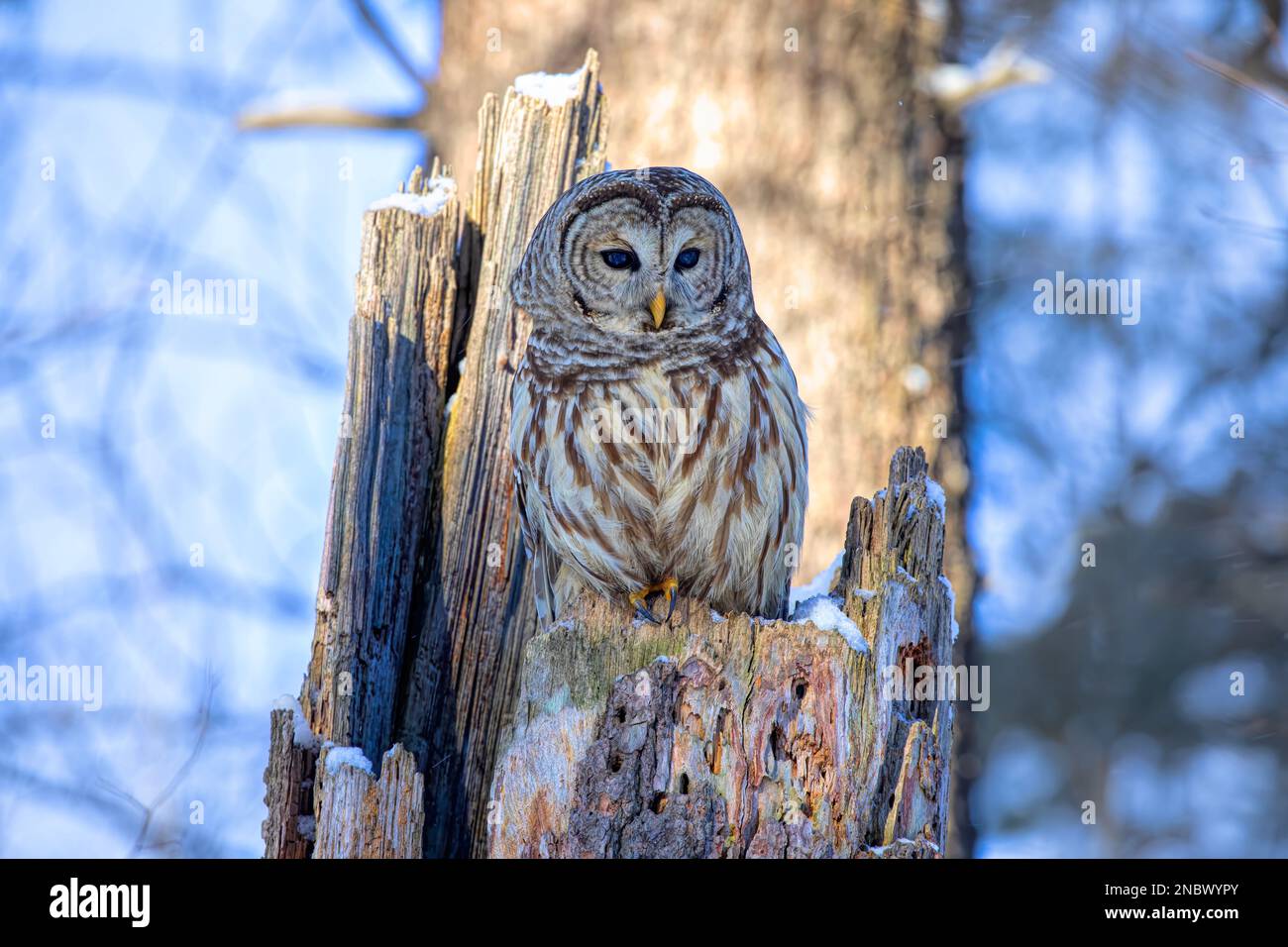Barred owl (Strix varia) perched on an old tree stump in winter in ...
