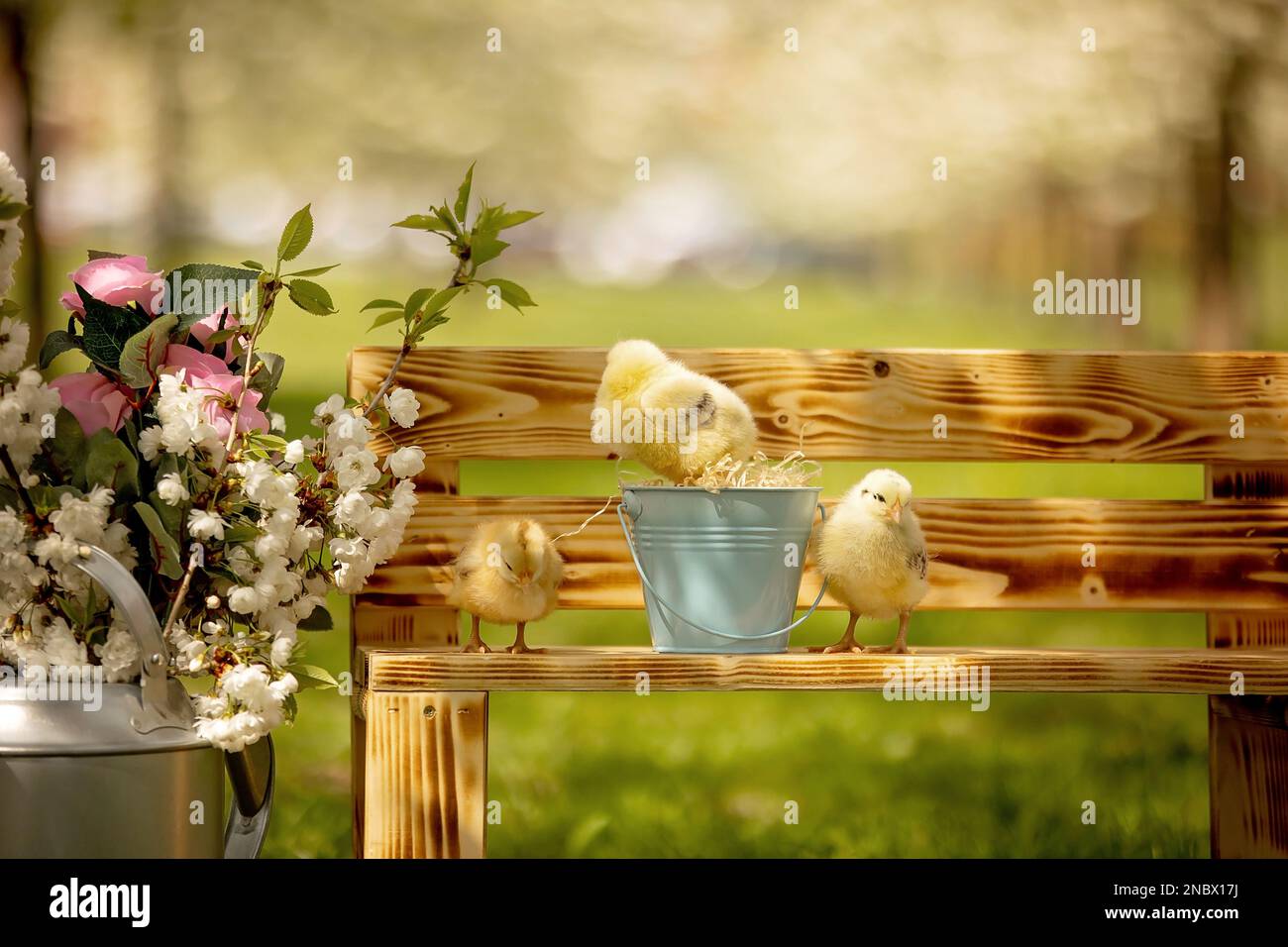Litttle cute chicks on a kids bench in the park, outdoors springtime ...