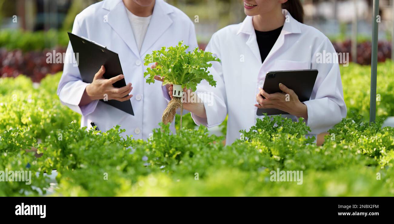Science team working and researching in hydro and organic farm. Quality ...