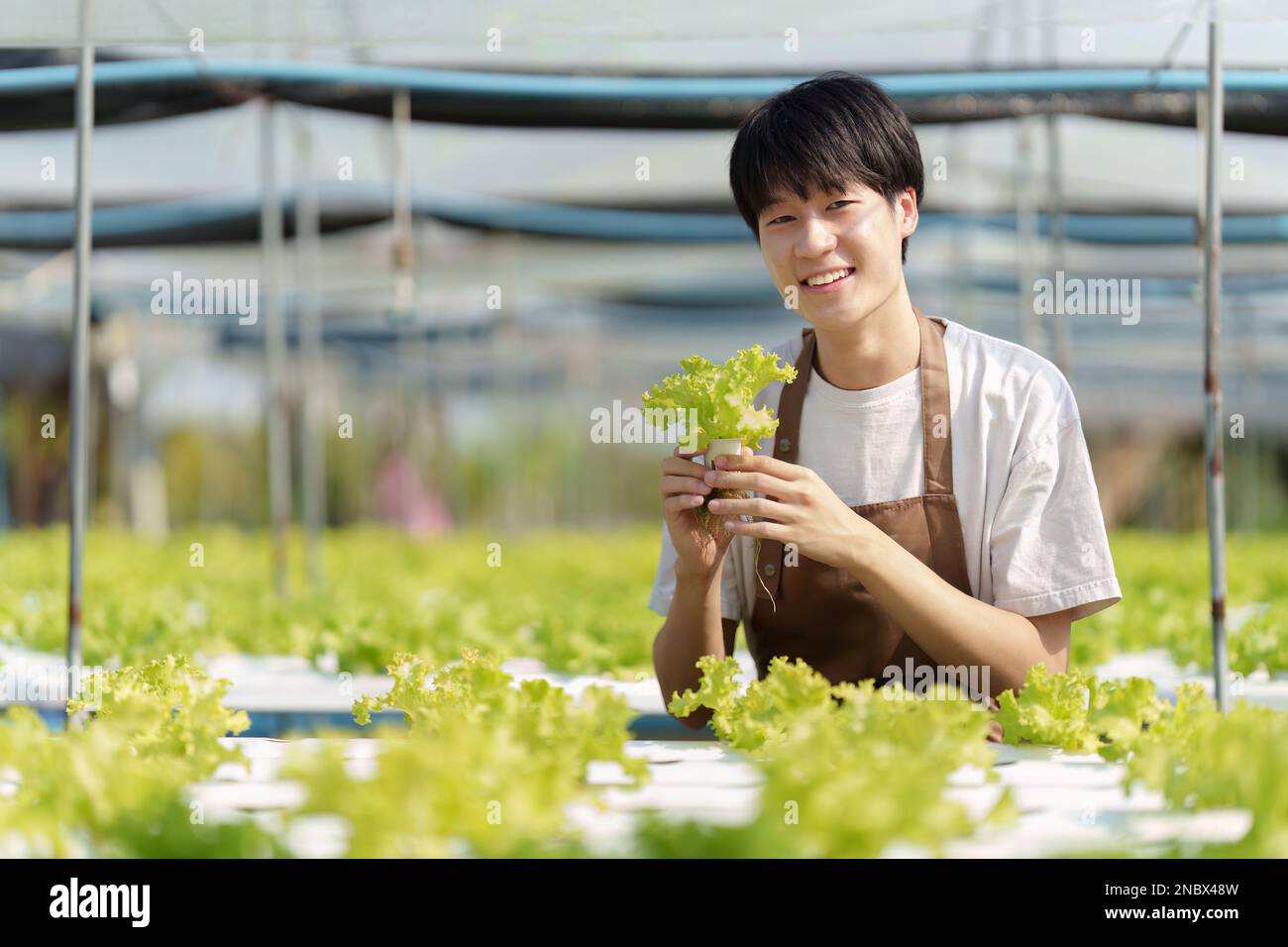 Portrait of farm owner smiling. Asian male business working at organic ...