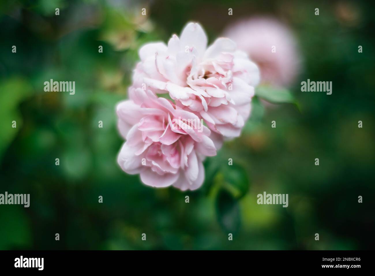A close-up of a pink flower with beautiful bokeh. The rose looks like a ...
