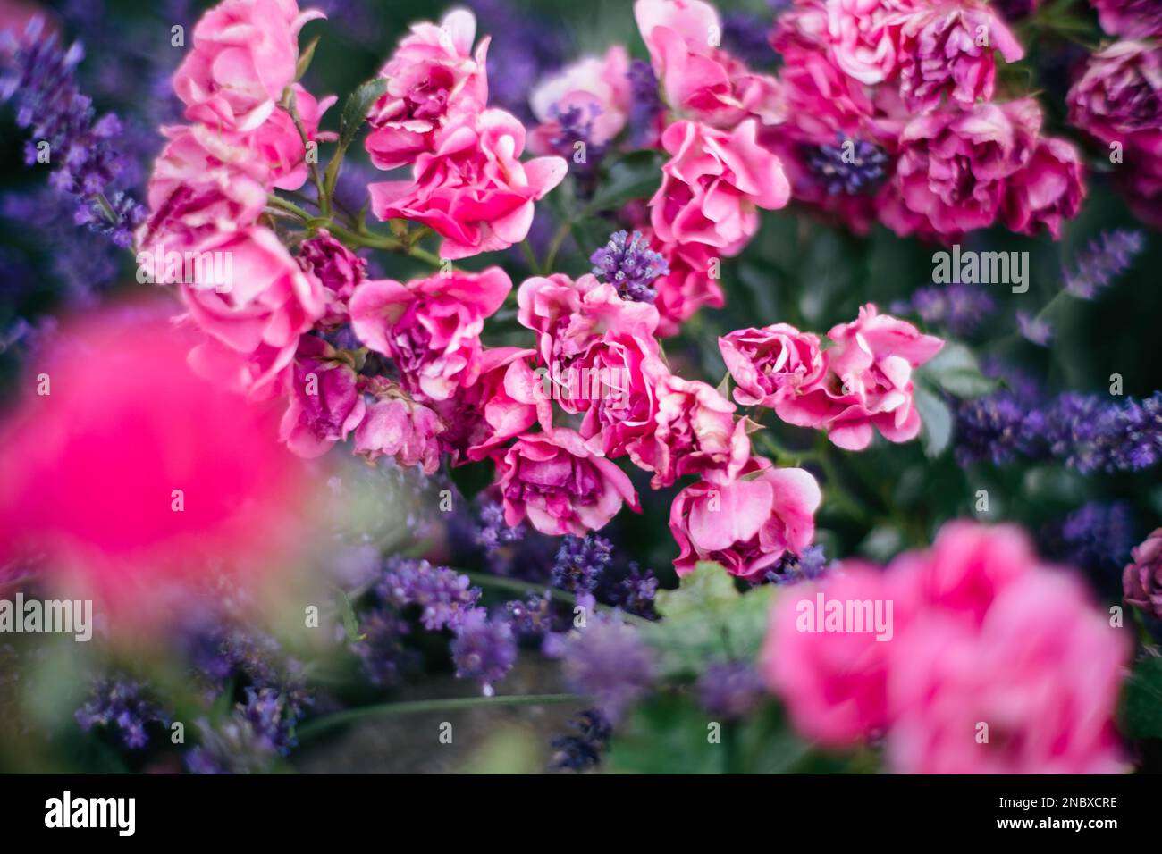 A close-up of many pink flowers with beautiful bokeh. The rose looks ...