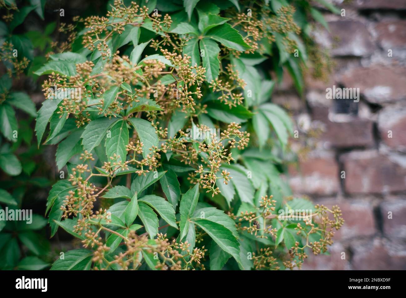 A shrub with flowers that bloom and a bee pollinates the plant in front ...