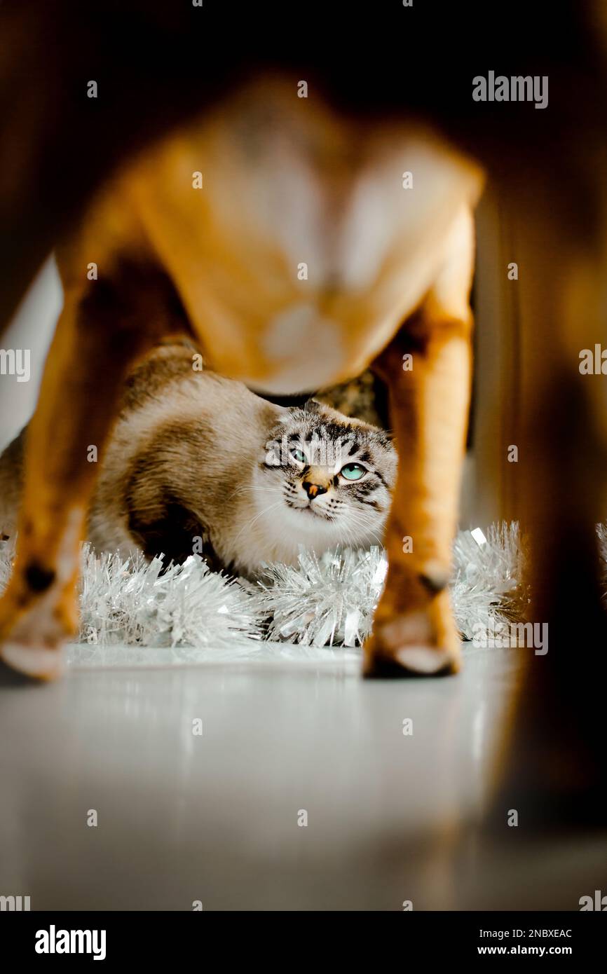 Disgruntled feline hi-res stock photography and images - Alamy