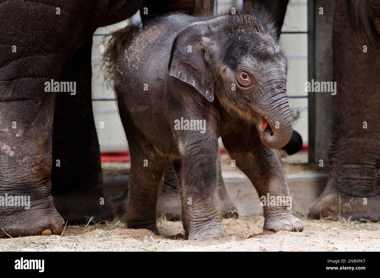 An Asian elephant calf, born at the Oklahoma City Zoo on April 15, 2011 ...