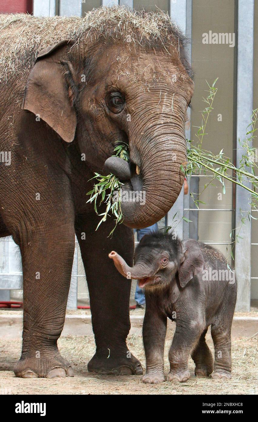 An Asian elephant calf, born at the Oklahoma City Zoo April 15, 2011 ...