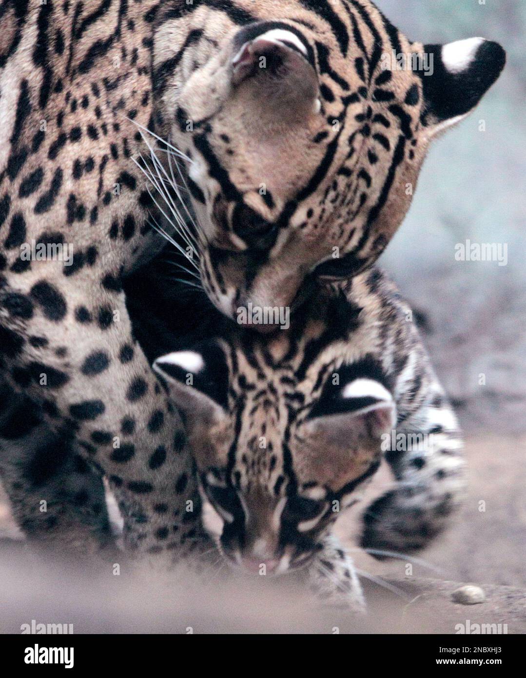 Three-month-old ocelot kitten Evita is shielded by her mother, 10-year ...